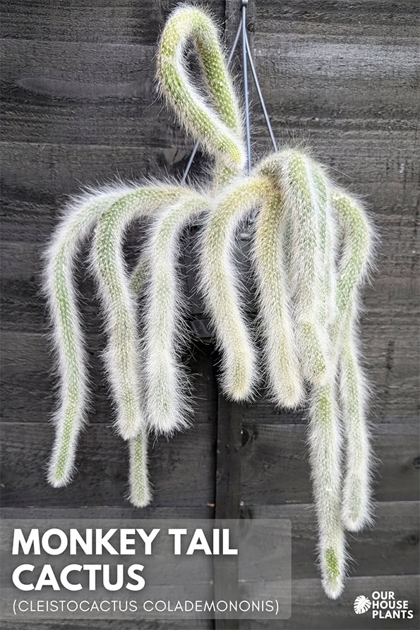 Monkey Tail Cactus Care Guide | OurHouseplants