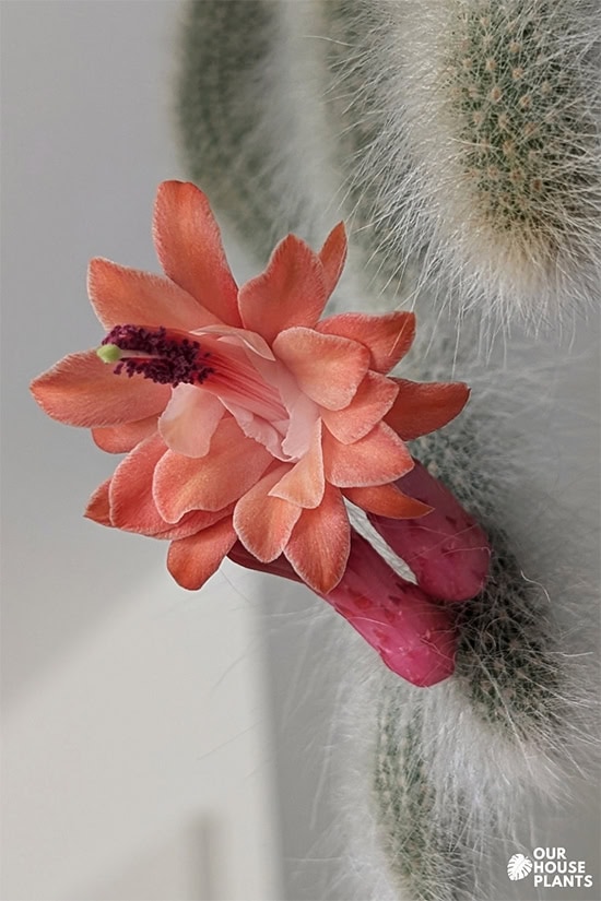 Monkey Tail Cactus Care Guide | OurHouseplants