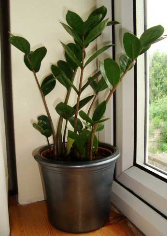 ZZ Plant (Zamioculcas Zamifolia) | Our House Plants