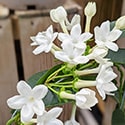 Stephanotis Floribunda Guide | Our House Plants