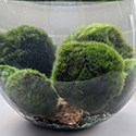 Marimo (Moss Balls): Care Guide, Tips and Info | OurHouseplants