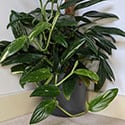 Monstera Standleyana (Philodendron Cobra): Info, Care Tips and Problem ...