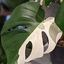 Monstera Albo Care Guide and Growing Tips | OurHouseplants