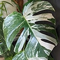Monstera Albo Care Guide and Growing Tips | OurHouseplants