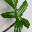 Philodendron Squamiferum (Red Bristle Philodendron) Care and Growing ...
