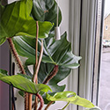 Philodendron Squamiferum (Red Bristle Philodendron) Care and Growing ...