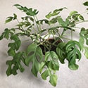Rhaphidophora tetrasperma (Mini Monstera): Care Guide | OurHouseplants