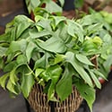 Rhaphidophora tetrasperma (Mini Monstera): Care Guide | OurHouseplants