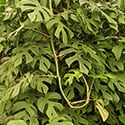 Rhaphidophora tetrasperma (Mini Monstera): Care Guide | OurHouseplants