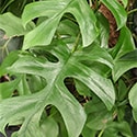 Rhaphidophora tetrasperma (Mini Monstera): Care Guide | OurHouseplants