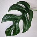 Rhaphidophora tetrasperma (Mini Monstera): Care Guide | OurHouseplants