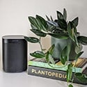 Scindapsus Treubii Moonlight and Dark Form: Info, Care Tips and Problem ...