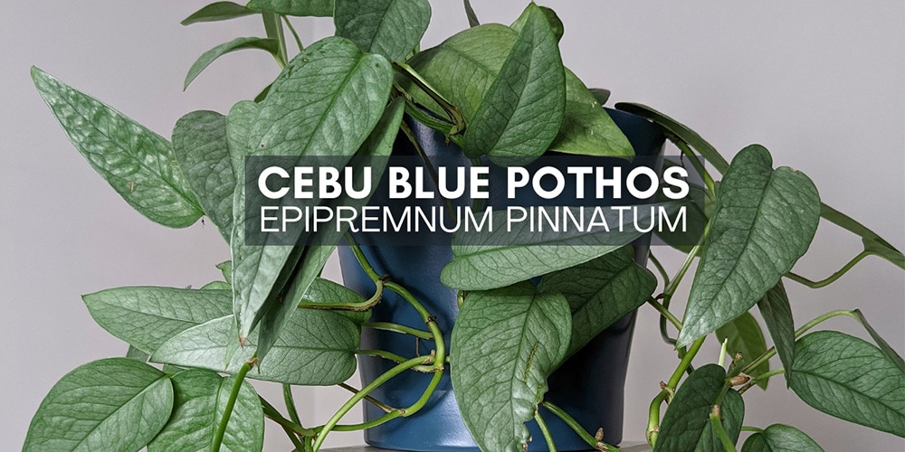 Cebu Blue Pothos (Epipremnum pinnatum): Care Guide and Problems