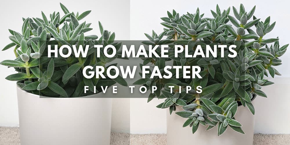 How to Make Plants Grow Faster - 5 Easy Tips by OurHouseplants How to Make Plants Grow Faster - 5 Easy Tips by OurHouseplants