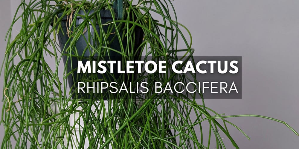 Mistletoe Cactus (Rhipsalis baccifera): Care Guide | OurHouseplants