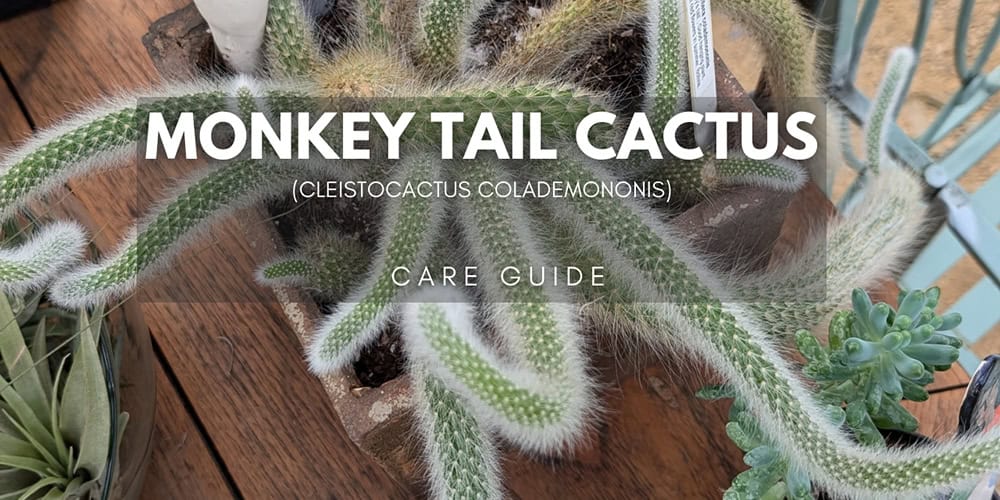 Monkey Tail Cactus Care Guide | OurHouseplants
