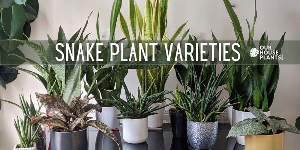 Sansevieria Varieties